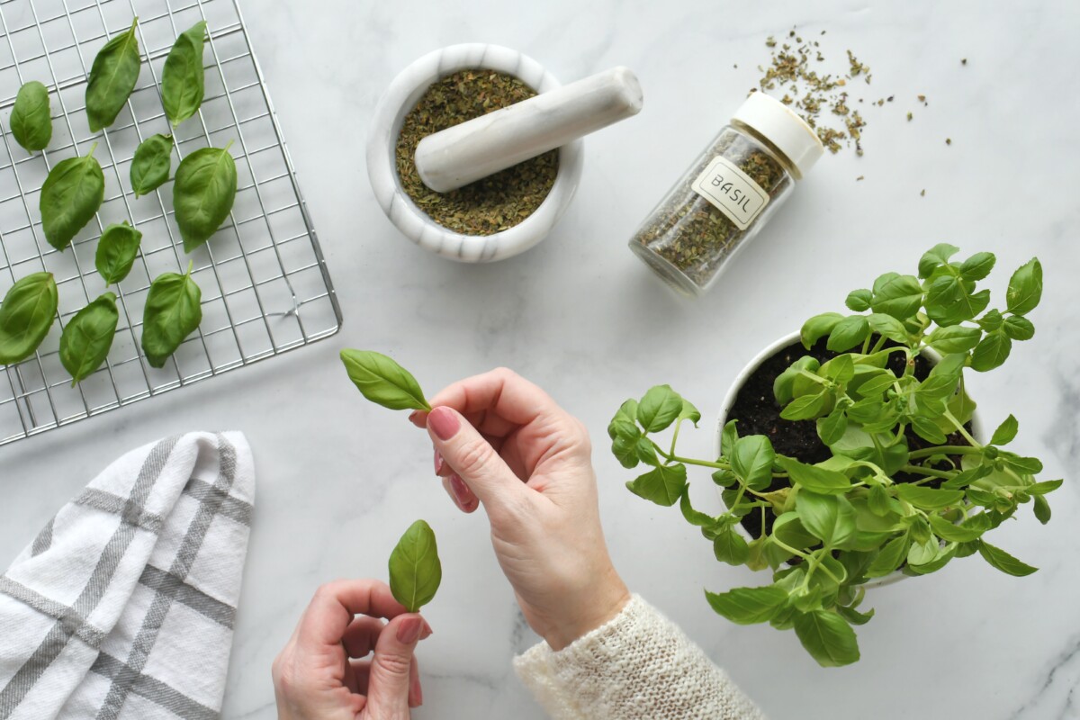 What Is A Sprig Of Thyme?