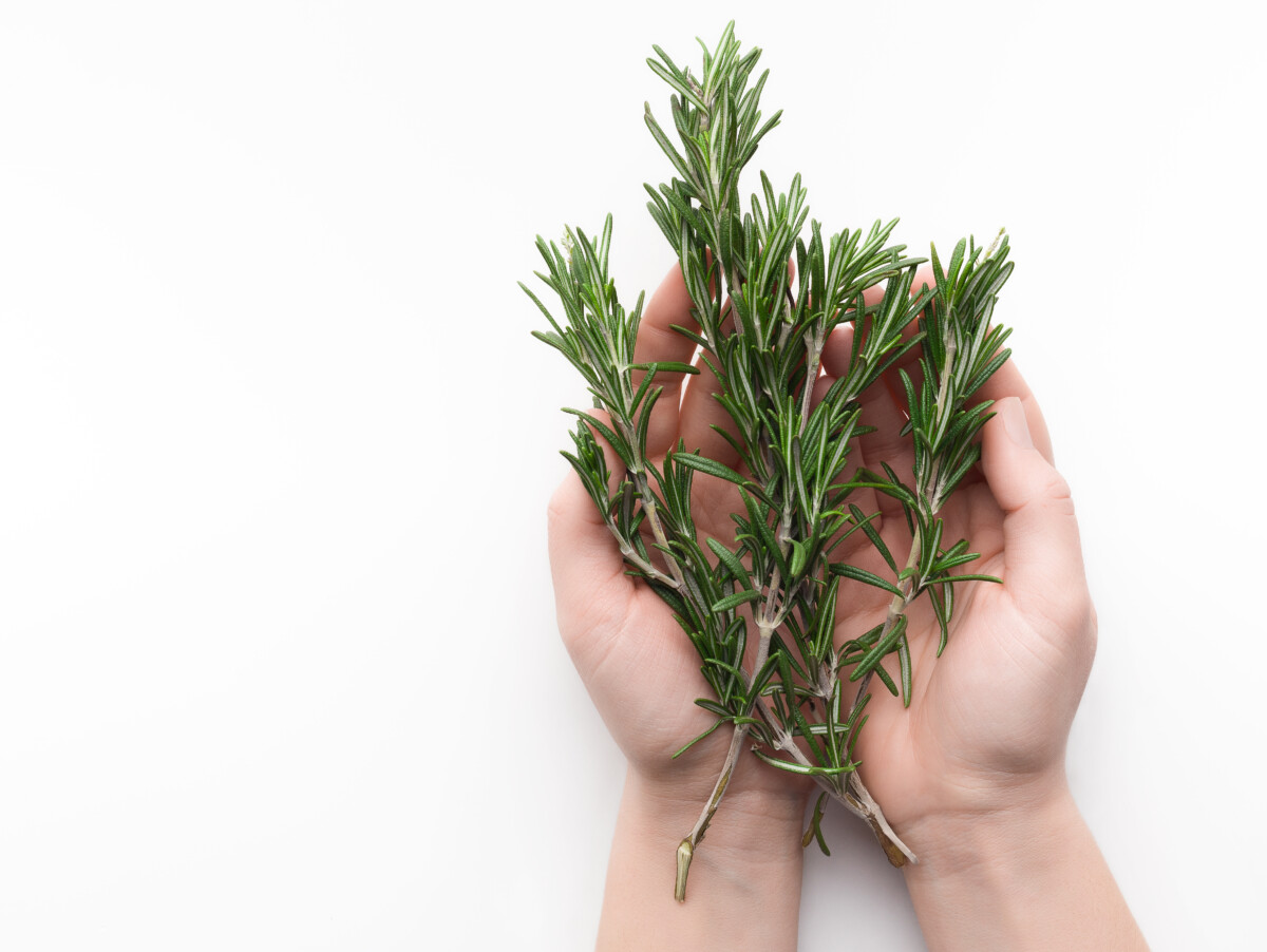 What Is A Sprig Of Rosemary?