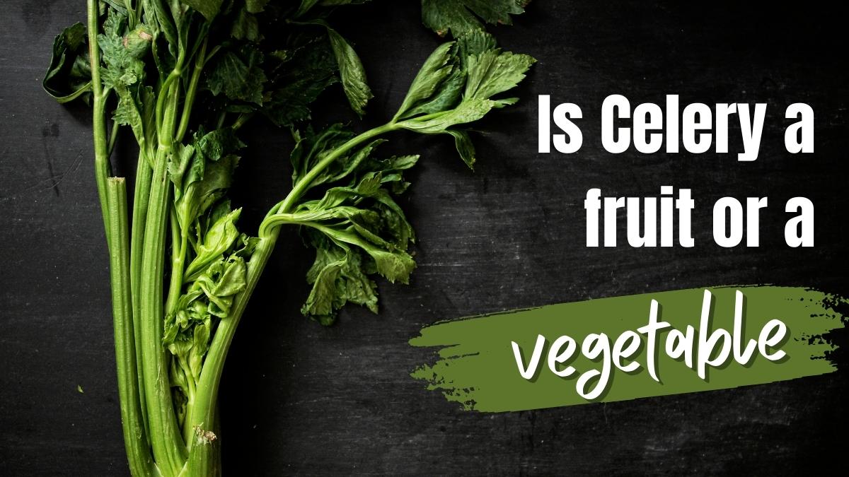 Is Celery A Fruit Or A Vegetable? Is Celery A Fruit Or A Vegetable?